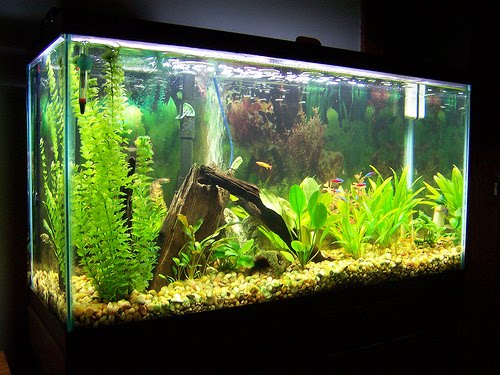 Setting Up Freshwater Aquariums | Tropical Fishes and Aquarium Supplies