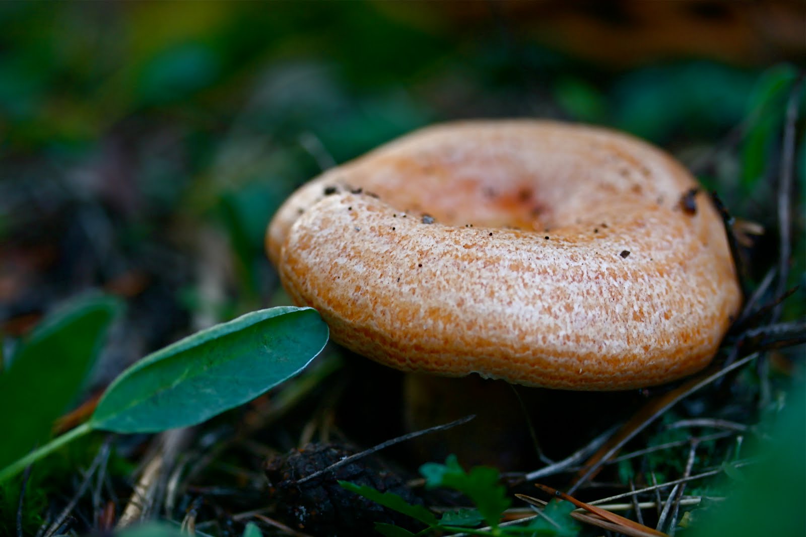 Puhas rõõm: Seened mereäärest