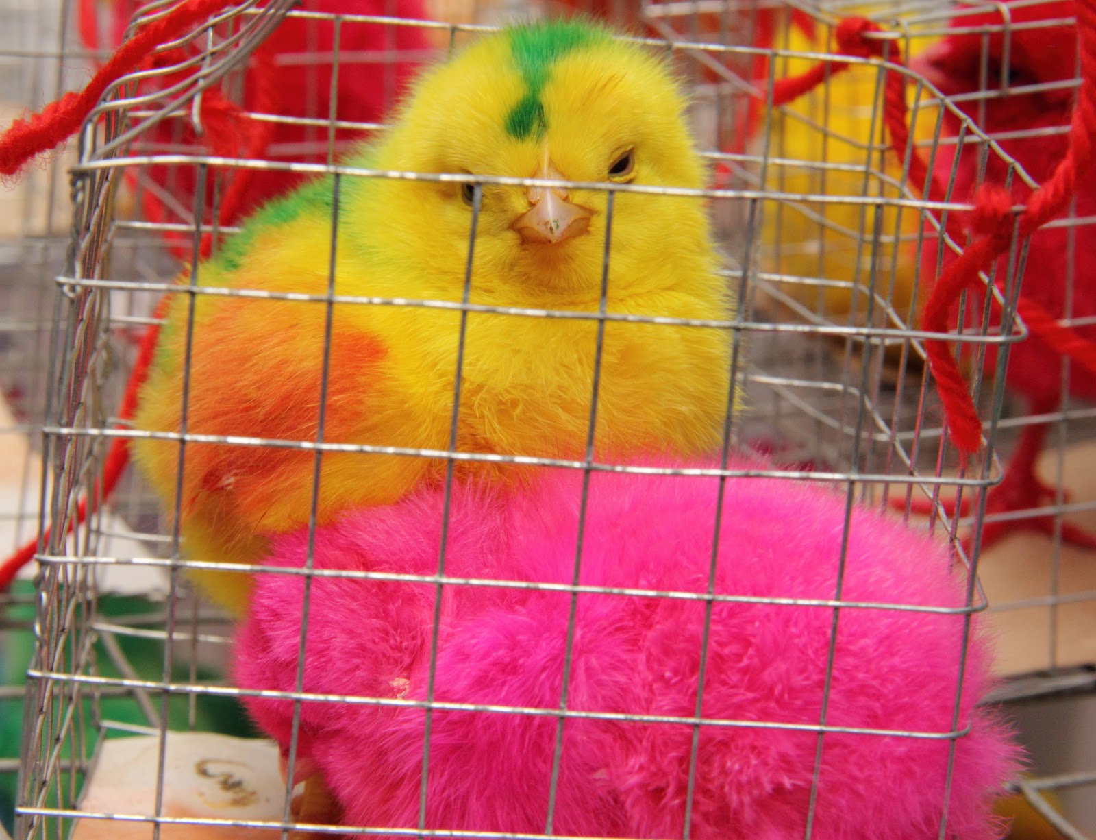 Epic Street :: Manila Chinese New Year in the Year of the Rabbit