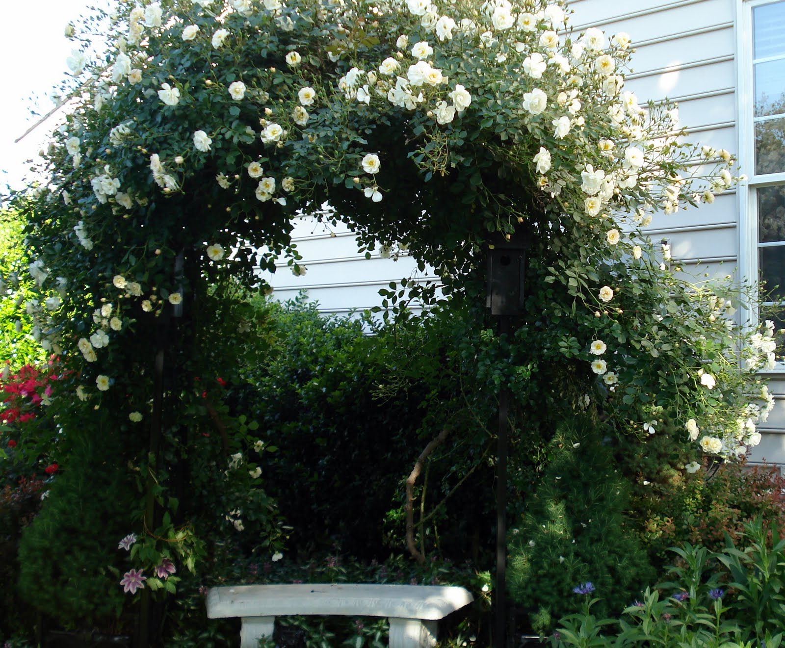 Joann and Jack: My World Tuesday = Jackson Perkins Roses in Bloom