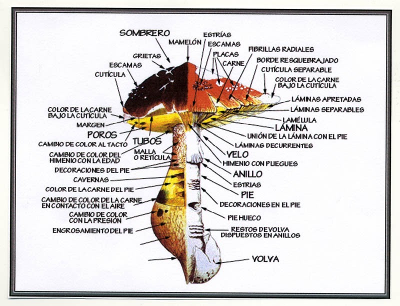 FUNGOS DE GALLAECIA Y NORTE DE LUSITANIA: MORFOLOGIA Y CARACERISTICAS ...
