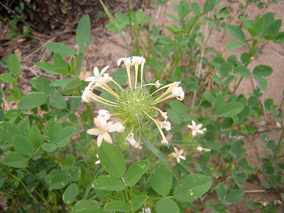 Arizona Wildflowers: Valerianaceae (Valerian Family)