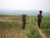 adVenture Rwanda: Bugarama Rice Plantation