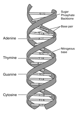 BIOTIC: A Estrutura Básica do DNA