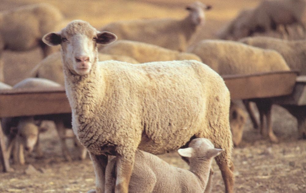 simonderoxasclemente: LA OVEJA