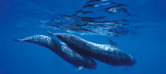 FAUNA CANARIA | ENTRA A NUESTRO MUNDO :::: El Calderón Tropical