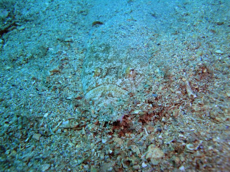 FAUNA CANARIA | ENTRA A NUESTRO MUNDO :::: Pez Rata