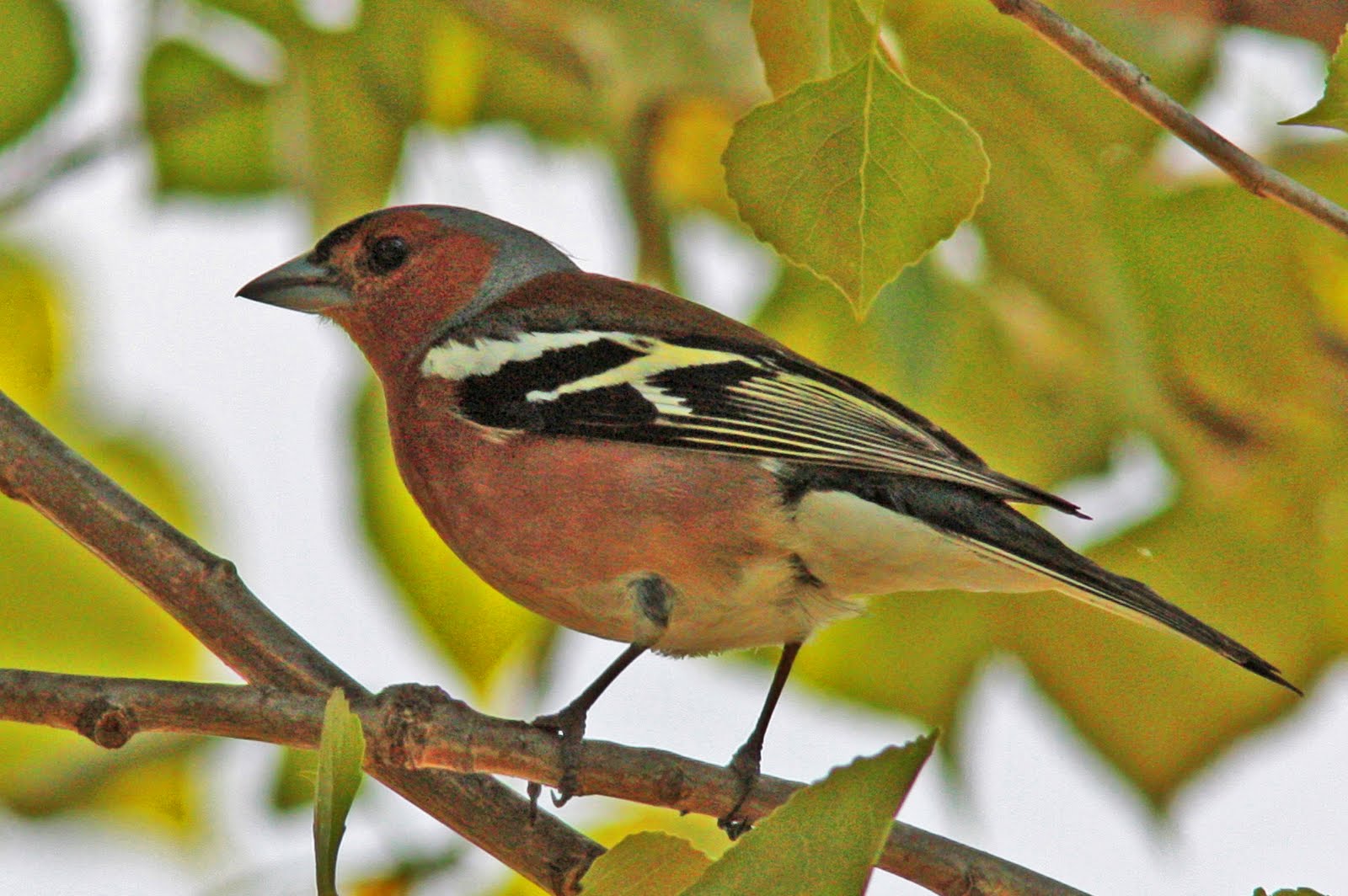 birdphotobrianza: FRINGUELLO