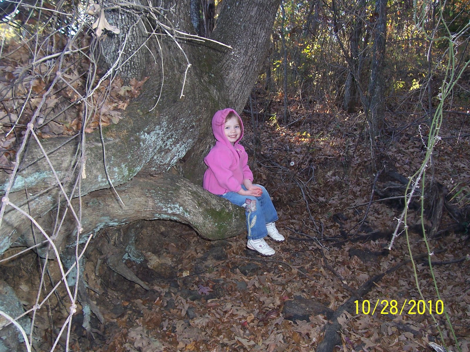 SAHMville: A Walk In The Woods To See The Toilet Tree