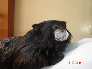 mono pichico