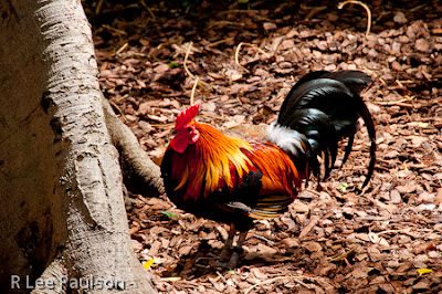 From Off the Beaten Path: New Zealand & Australia 12: Sydney Zoo