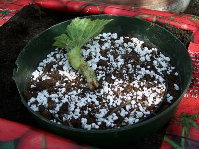 Laurie Manser's Garden Hints: Starting begonia corms