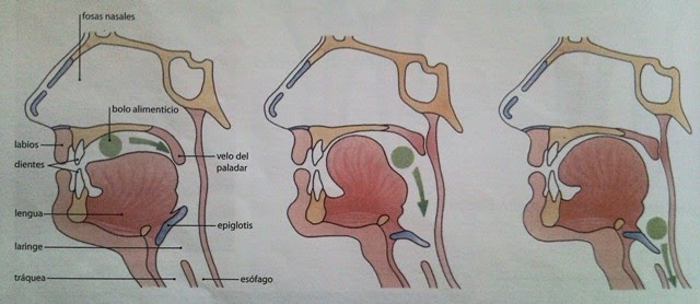 BIOLOGÍA2CB: deglución