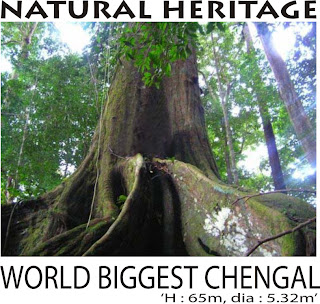 Chemerong Heritage-The New Nature Adventure: World Biggest Chengal ...