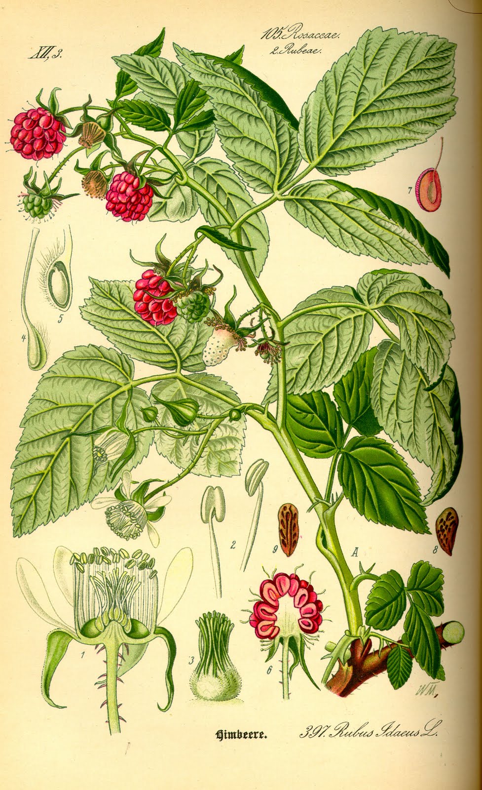 MALINALLI · herbolaria médica: FRAMBUESO - raspberrie - Rubus idaeus