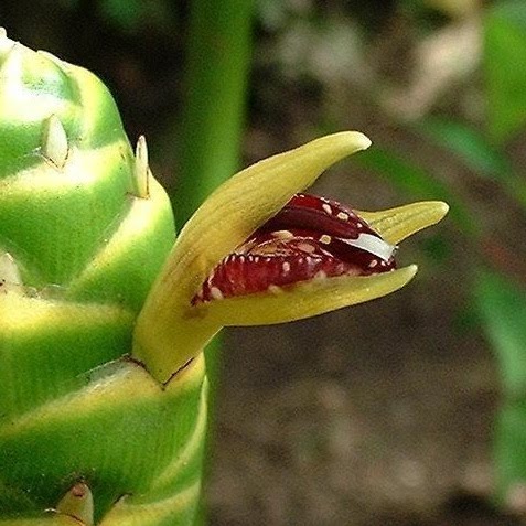 MALINALLI · herbolaria médica: JENGIBRE - ginger - Zingiber officinale