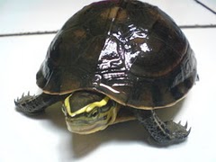 Kura Kura, Labi Labi, Bulus Atau Penyu ? | reptilovers