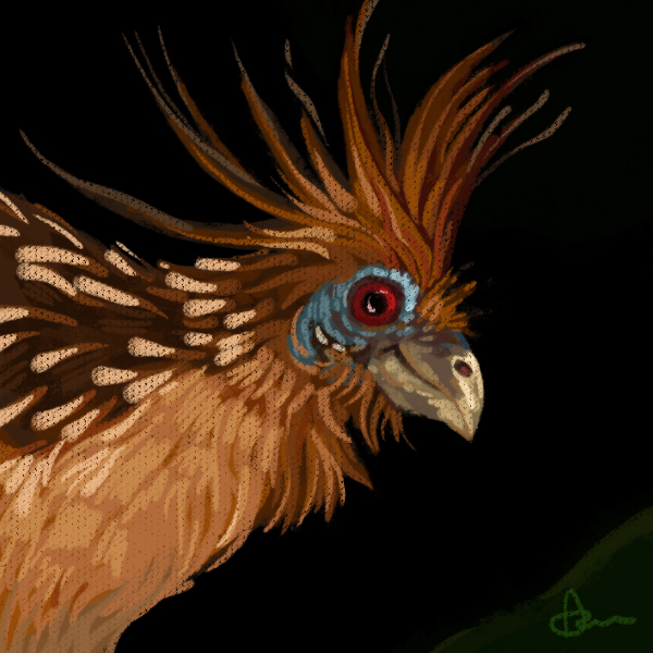 Dan Barrett's Art Blog: Hoatzin Sketch