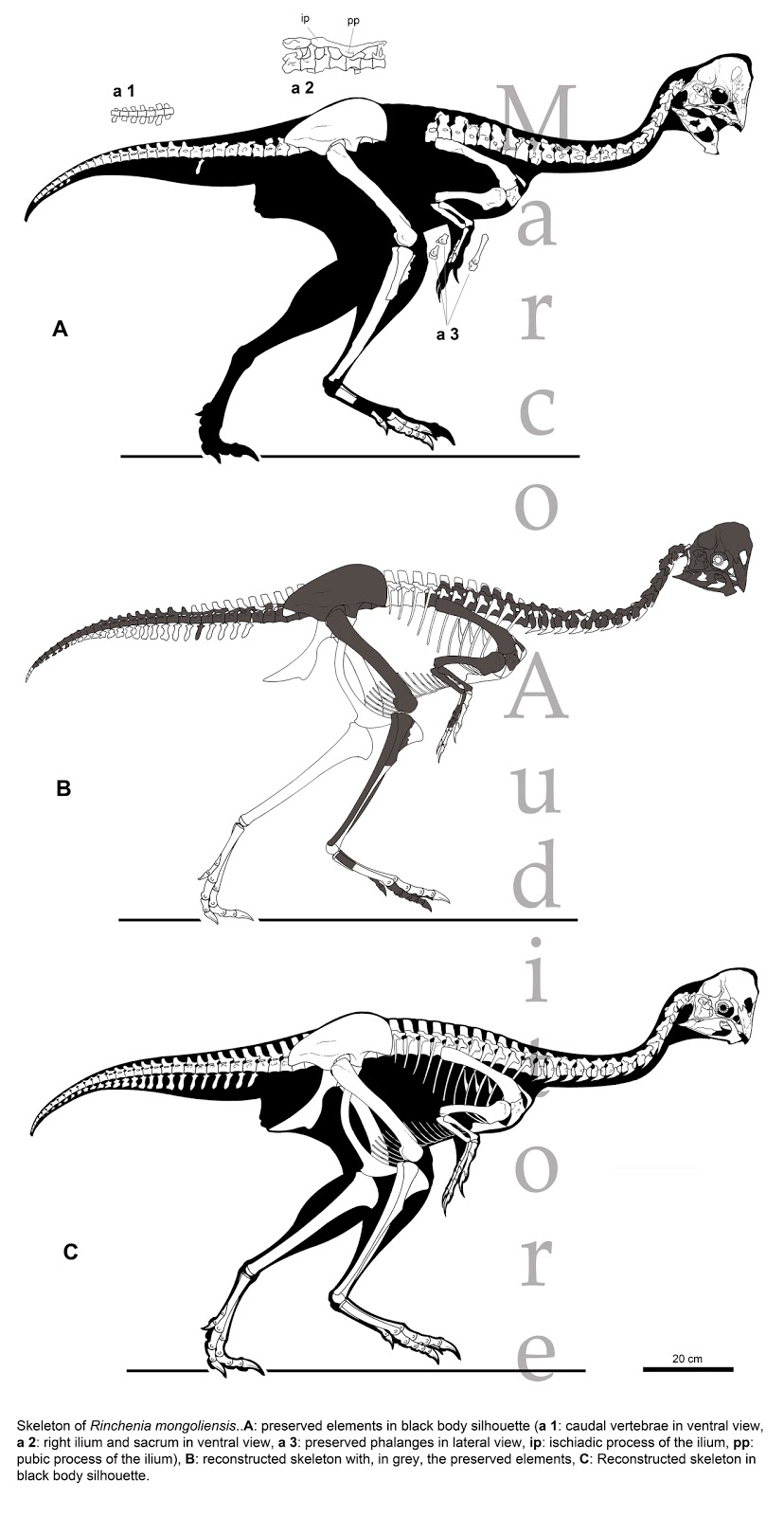 The Theropod Database Blog: Top 10 Most Poorly Described and ...