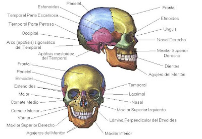 ANATOMIA... veRo 1º "D"