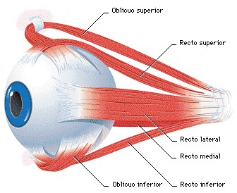 ANATOMIA... veRo 1º "D": el OJo