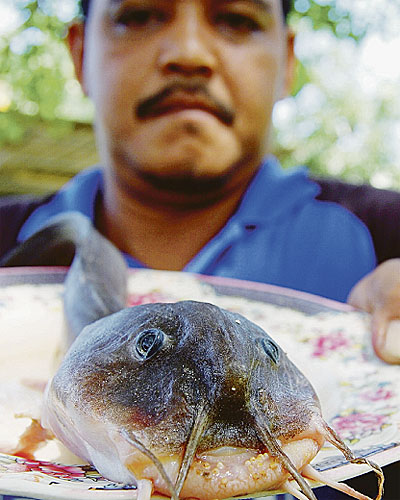 Ikan Sembilang Pelik