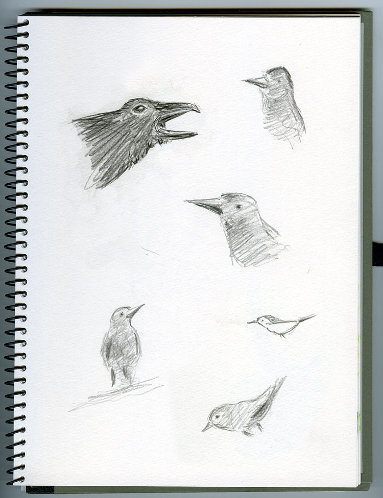 Les dessins de Daniel: Croquis d'oiseaux - Bird sketches