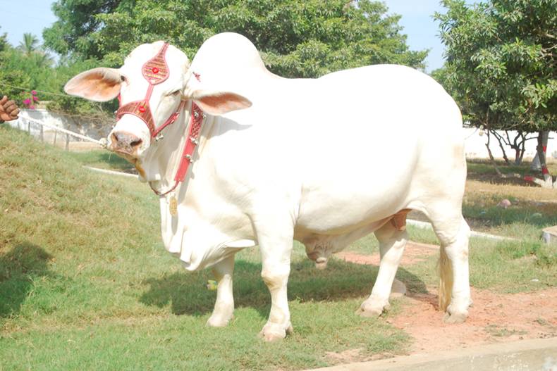 Global Technology: Cows for Qurbani 2009- Breaking News, World ...