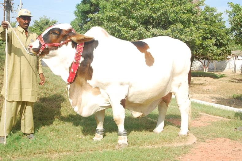 Global Technology: Cows for Qurbani 2009- Breaking News, World ...