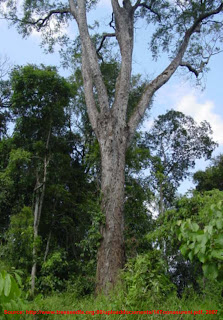 Digital Species: Toona sureni (ឆាំឆា រឺ ខ្លឹមចន្ទន៍ )