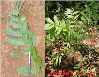 Digital Species: Toona sureni (ឆាំឆា រឺ ខ្លឹមចន្ទន៍ )