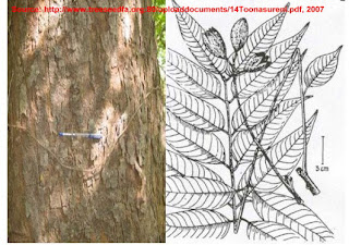 Digital Species: Toona sureni (ឆាំឆា រឺ ខ្លឹមចន្ទន៍ )