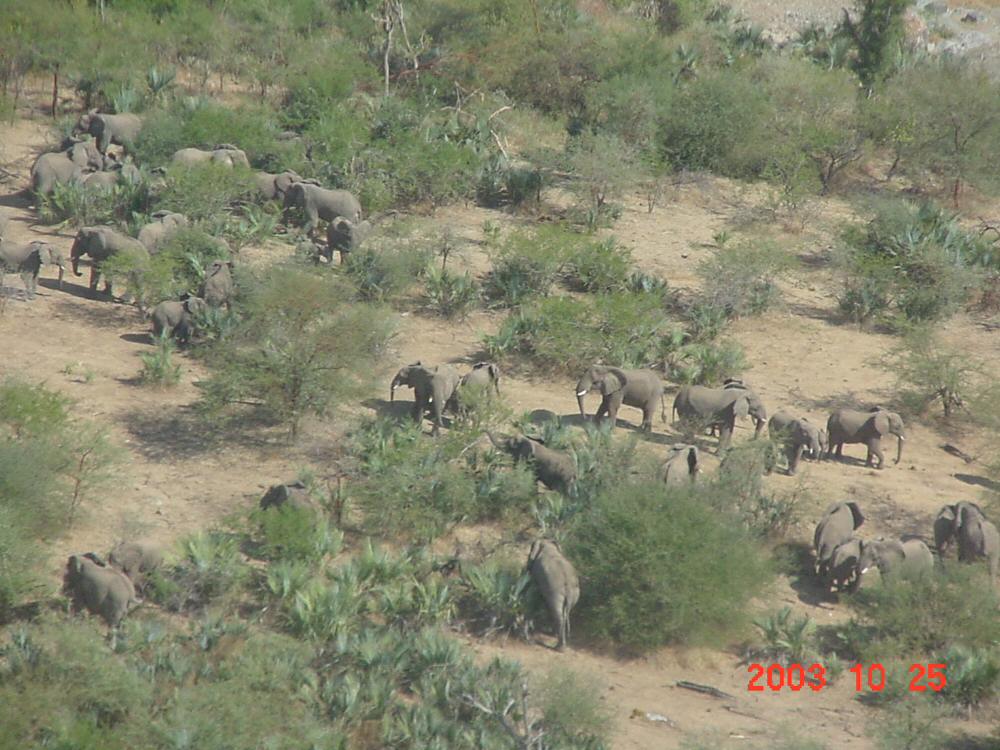 Photos of Eritrea's wildlife animals - Madote