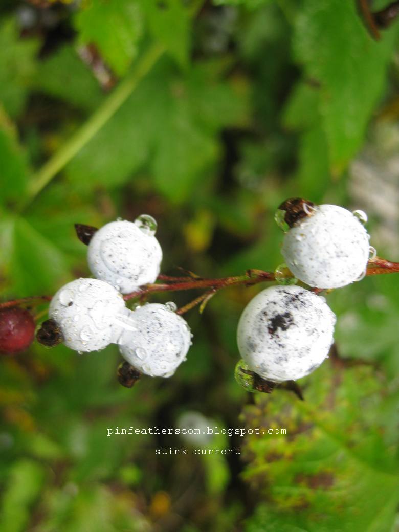 PinFeathers: Stink Currant