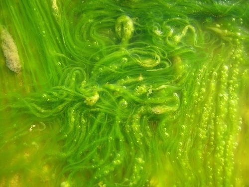 Algae facts | Facts About All