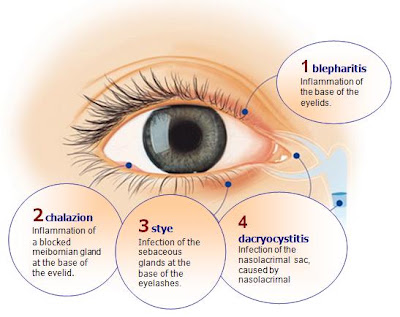 Exploring the world of vision: A little bit of basic ocular anatomy ...