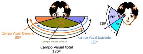 Explorando el Mundo de la Visión: Eficacia visual – Fusión (I) Estereopsis