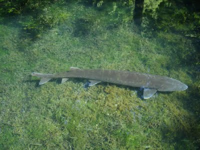 Drinking Tea & Crafting Spiritual Story: Native American Astrology: The ...