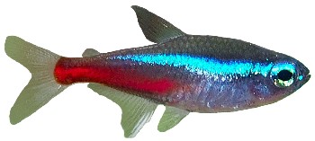 fishkeeping: Peixe néon