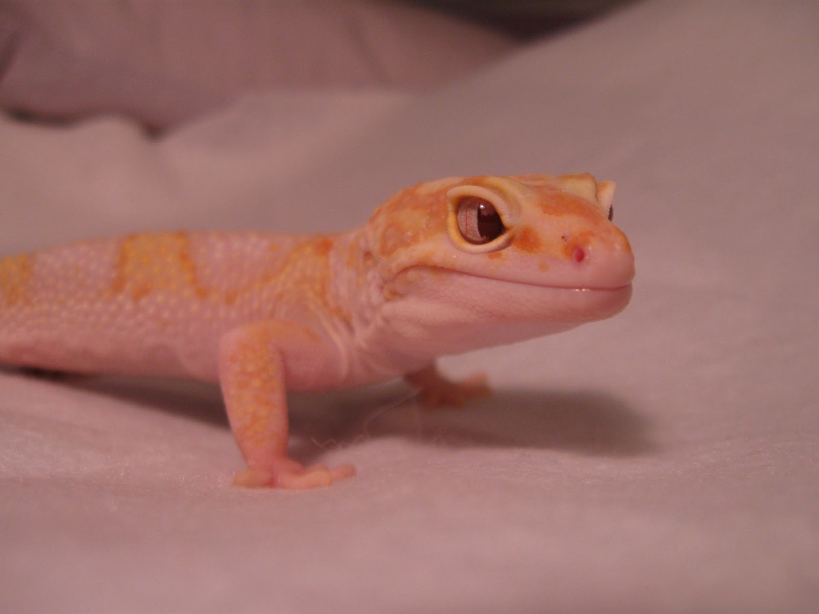 Heather's Reptiles: Leopard Gecko - Galilee, Eve, Raptor, Twilight, Elena