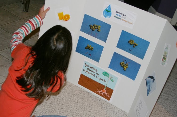 You know how we're an art family...: sprouting beans for the science fair