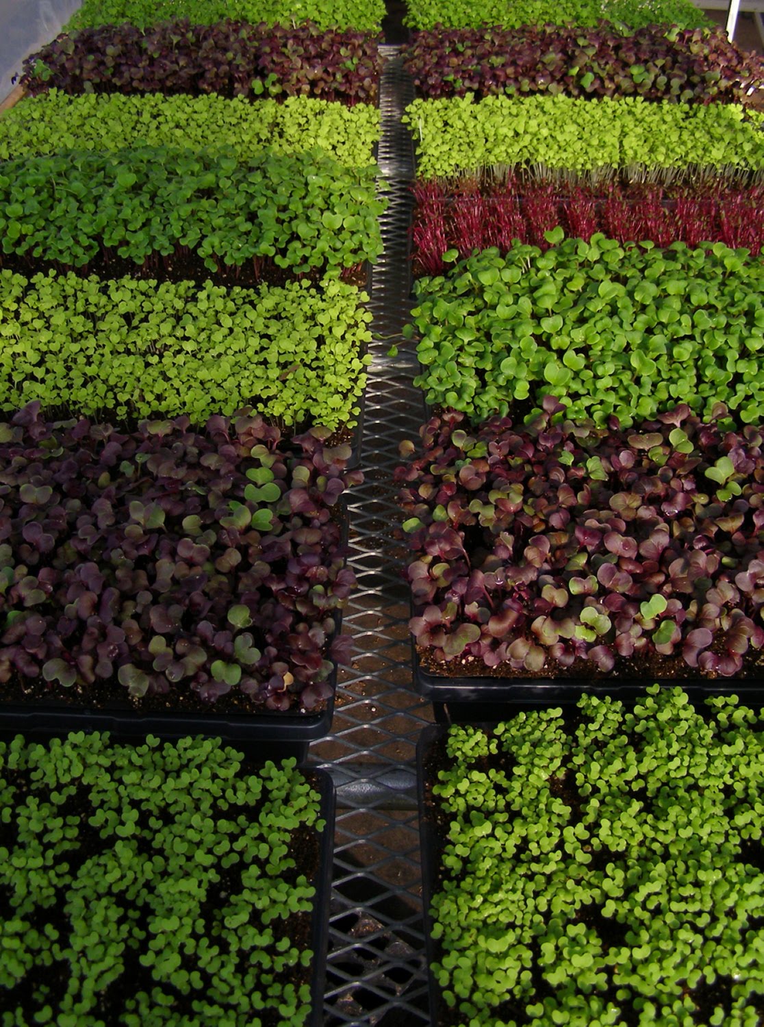 Vegging Out - vegetables health juice | Ask MetaFilter