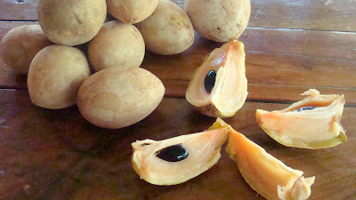 rainforest recipes: Chico Zapote