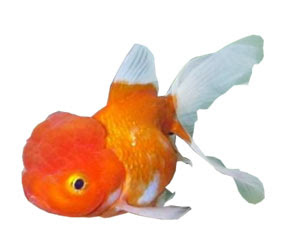 amante de los goldfish: oranda