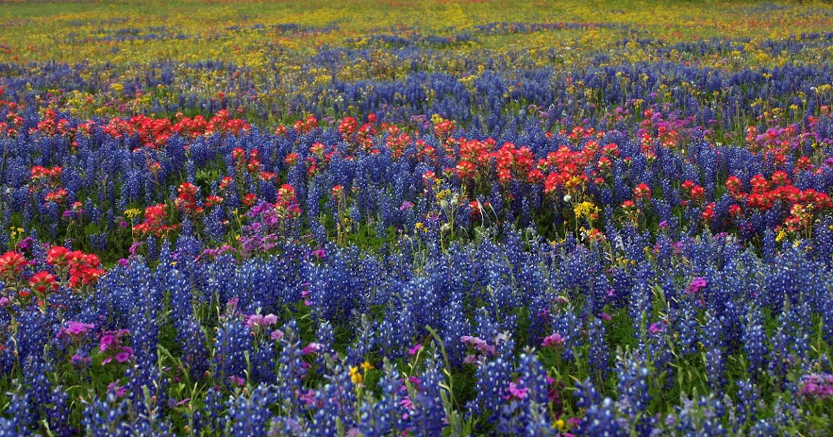 Glass Touch: Tip Toe Through the Texas Wildflowers