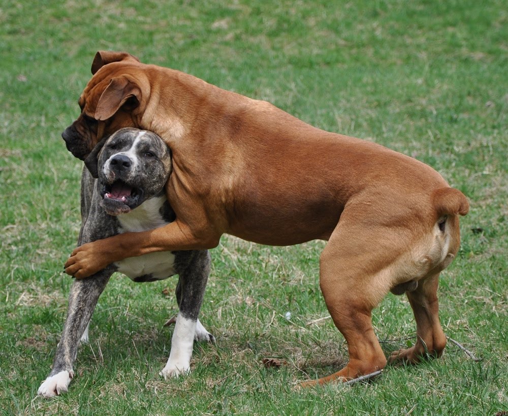 Boerboel Farm Dogs: Who's on Top?