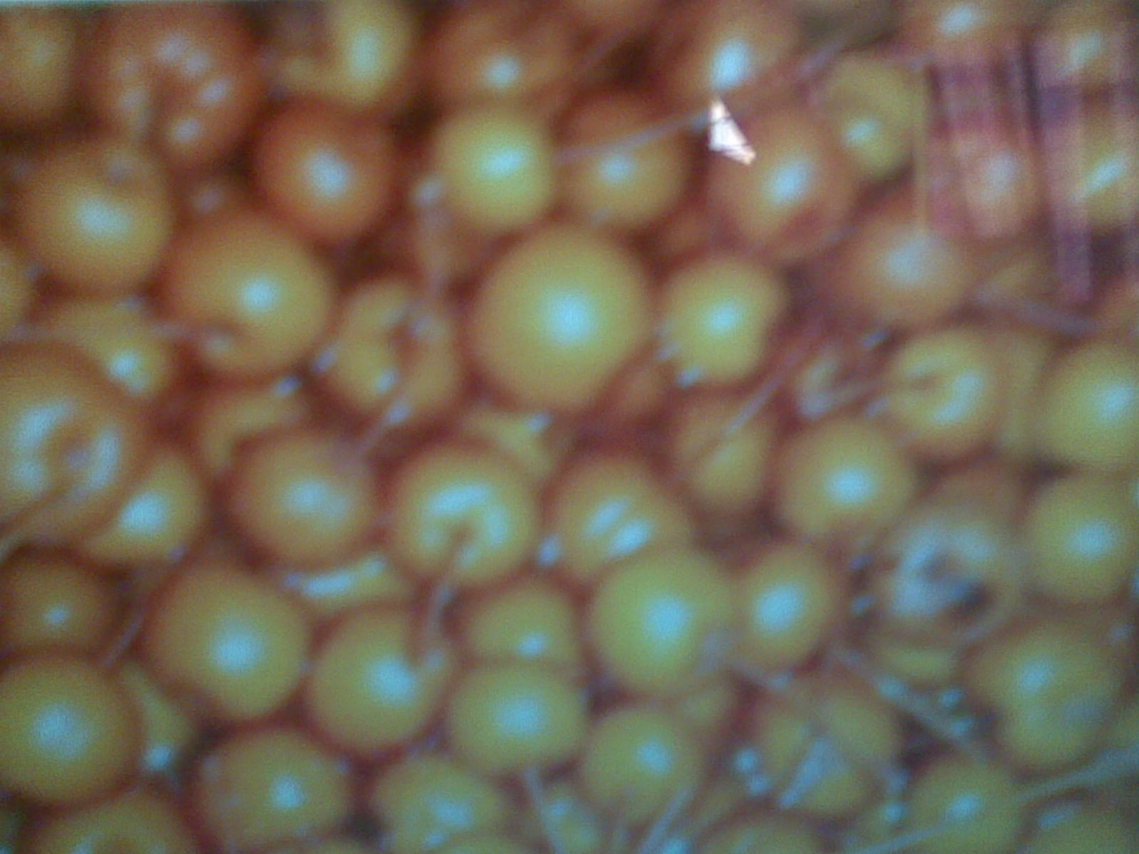 PAK ALI FOOD INDUSTRIES (KL/S'NGOR 01139018828): JERUK MADU PAK ALI ...