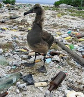 Maggie McGee Goes Green!: The Great Pacific Garbage Patch