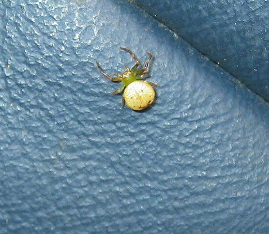 The Nature of Robertson: A few local Spiders.