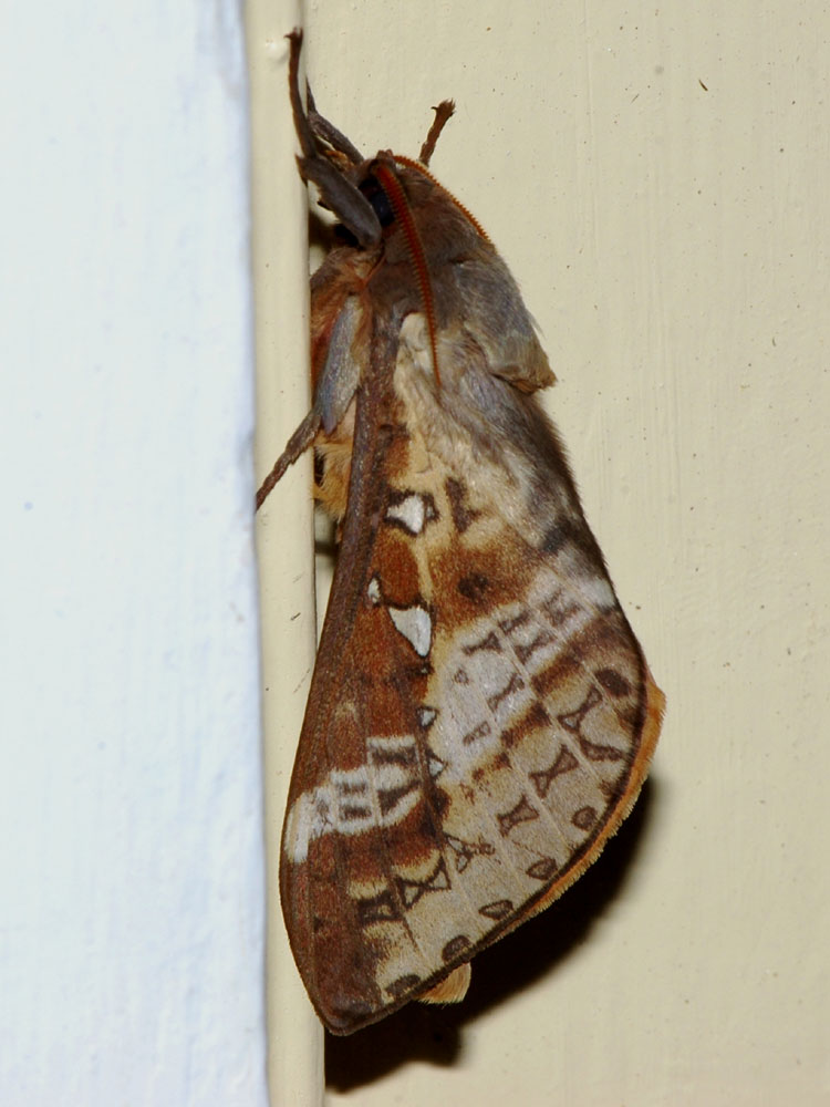 The Nature of Robertson: Swift Moths and a large grey and orange moth